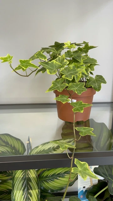 ENGLISH IVY EVERGREEN Hedera Helix House Plant Air Purifying in 12cm ...