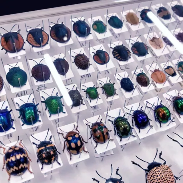 SOLID WOOD INSECT Bug Specimen Box Plant Display Case Frame Butterfly ...