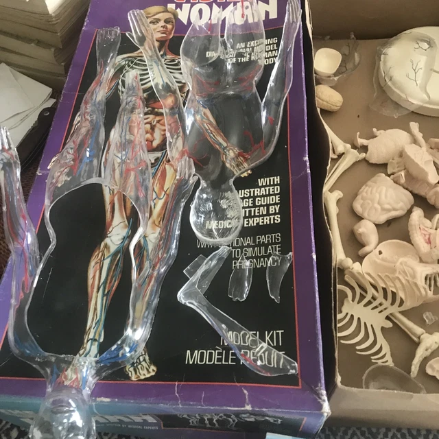 Visible Body Woman