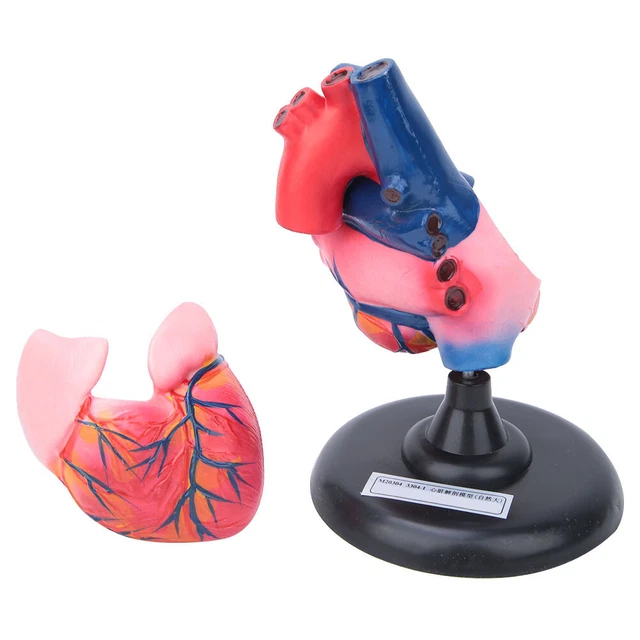 LIFE SIZE ANATOMICAL Human Heart Model For Middle And High School ...