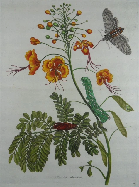 MARIA SIBYLLA MERIAN SURINAME COPPERSTITCH Peacock Shrub Tobacco ...