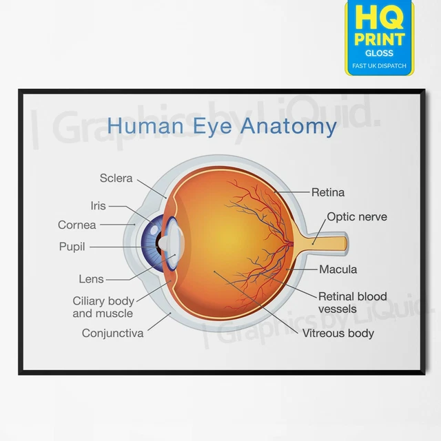 HUMAN EYE ANATOMY Opticians Educational Information Poster | A4 A3 A2 ...