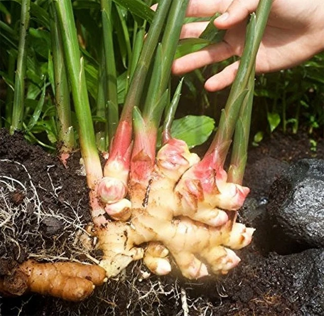 GINGER ROOT POWDER Ceylon Organic Natural Herb 100% Pure Non-GMO ...