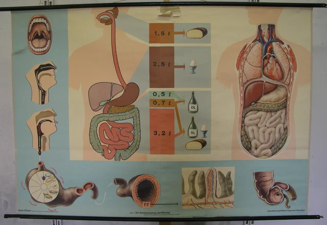 SCHOOL WALL MAP wall map rolling map food digestion human stomach ...