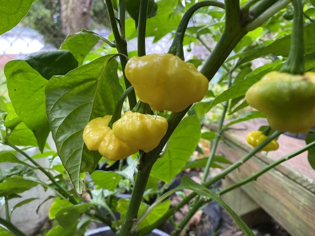 (10) SEEDS KS LEMON STARRBURST Pepper Seeds Spicy Super Hot Starr burst ...