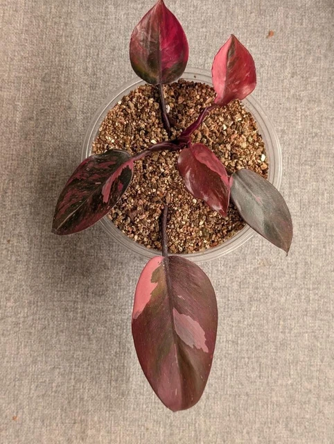 RARE! BEAUTIFUL PHILODENDRON Princess Of Fire 🔥 😍 Stunning Variegation ...