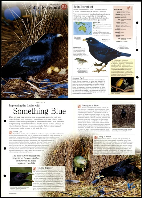 SATIN BOWERBIRD #54 Birds - Discovering Wildlife Fact File Fold-Out ...