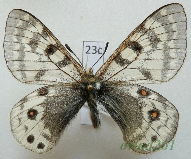 PARNASSIUS ACDESTIS SUBSP. fujitai Koiwaya, 1993 male China23c EUR 48 ...