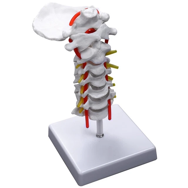 CERVICAL VERTEBRA ARTERIA Spine Spinal Nerves Anatomical Model Anatomy ...
