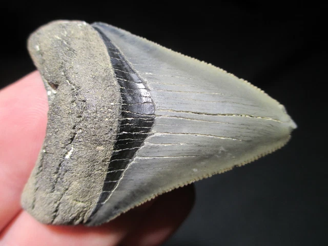 2-3/16 MEGALODON SHARK TOOTH Fossil Fish Teeth GULF MEXICO SCUBA VENICE ...