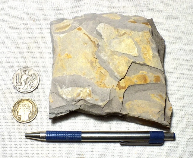 SCISTO - SCISTO falciato superiore del Cretaceo grigio scuro dallo Utah ...