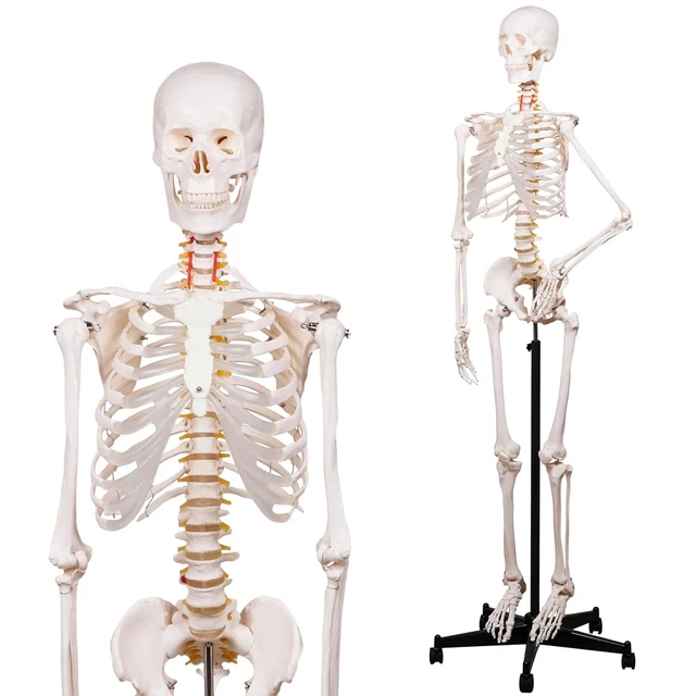 HUMAN SKELETON MODEL for Anatomy -Life Size Anatomical Skeleton Medical ...