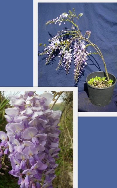 WISTERIA SINENSIS GLICINE Pianta rampicante W. creeper plant viola ...