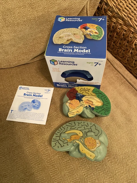 LEARNING RESOURCES SOFT Foam Cross Section Brain Model Teaching Aid £12 ...