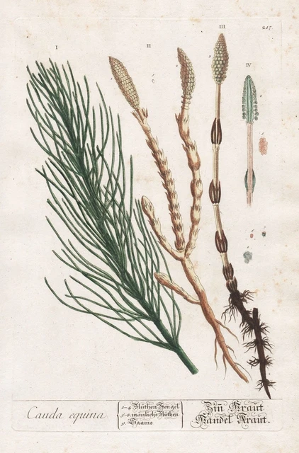 CAUDA SCHACHTELHALM EQUISETUM arvense Zinnkraut Blackwell Kräuterbuch ...