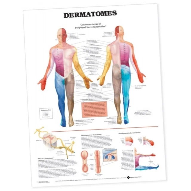 DERMATOMES ANATOMICAL CHART - Anatomical Chart Company (2004, Wallchart ...