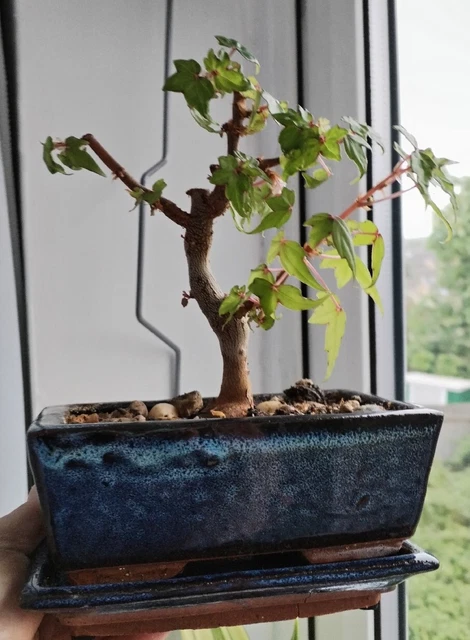 BEGONIA DREGEI V. partita - Caudiciform Succulent, caudex, bonsai pot £ ...