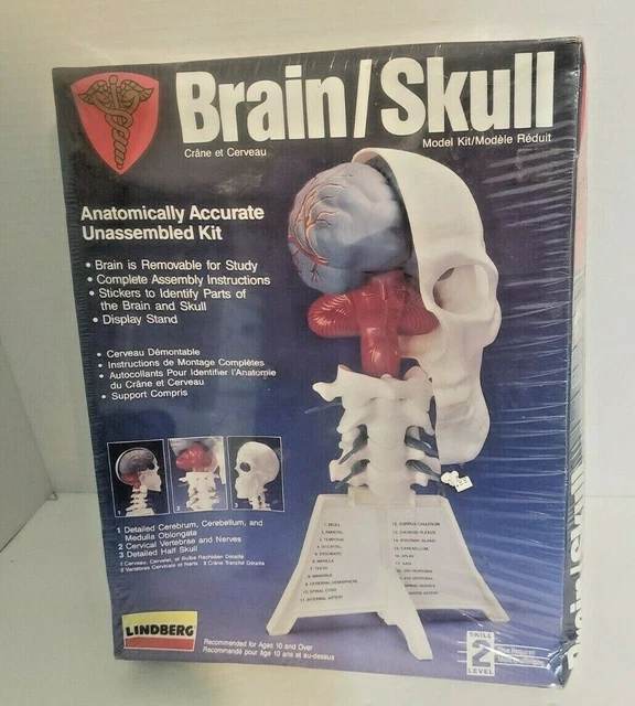 LINBERG SKULL/BRAIN MODEL Kit 1995 Plastic 3D Made in USA Sealed in Box ...