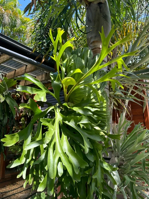 RARE PLATYCERIUM KITSHAKOODIENSE Staghorn, Elkhorn, Fern EUR 50,15 ...