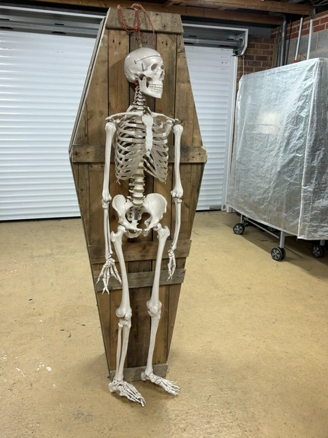 LIFE SIZE skeleton anatomical model And Coffin. Collection Only Too Big ...