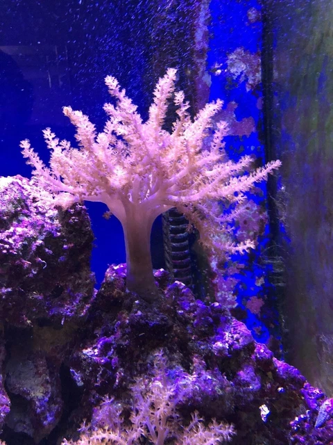 KENYA TREE CORAL Soft Capnella Sp Marine Tank. 3 PIECES FOR the PRICE ...