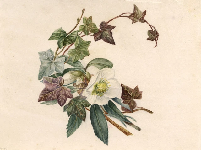 M.A. CATTO, FLEUR d'Helebore blanche et Ivy - Original 1886 Peinture ...