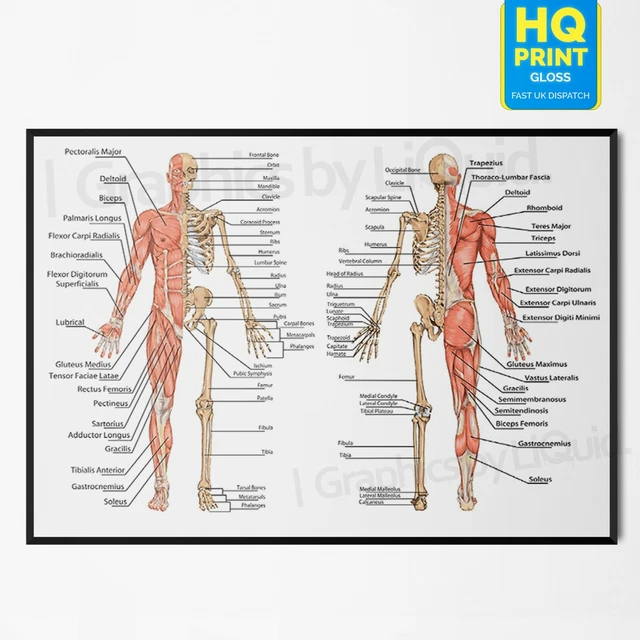 MUSCULAR SYSTEM HUMAN Anatomy Muscle Chart Educational Poster Print A4 ...