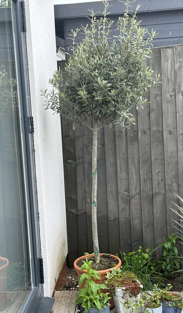 LARGE OLIVE TREE Olea Europa Approximately 180Cm Tall £90.00 - PicClick UK