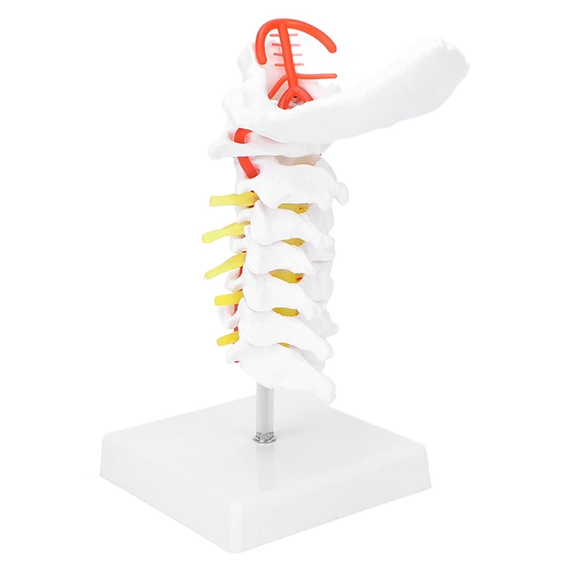 CERVICAL MODEL ARTERIA Spine Spinal Nerves Anatomical Model For Sci AUS ...