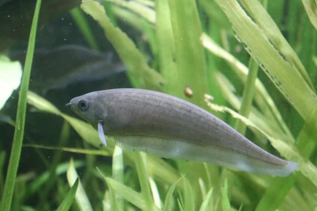 AFRICAN KNIFE FISH Xenomystus Nigri 3" Tropical fish £14.50 - PicClick UK