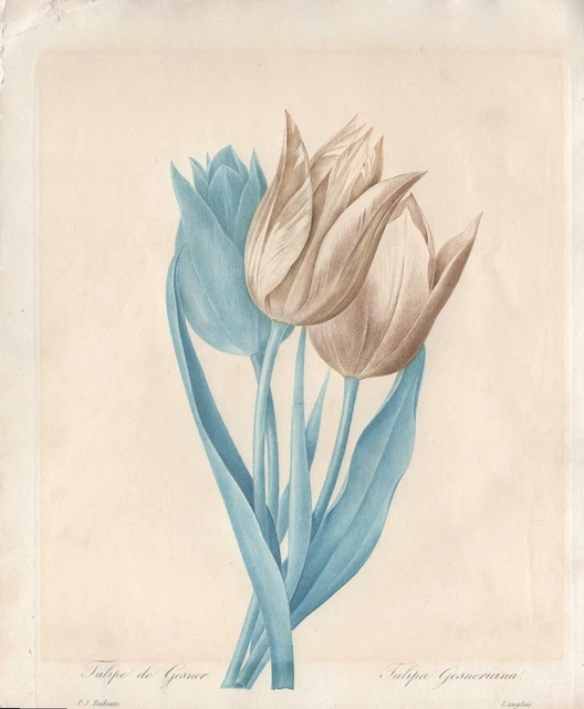 FLEUR TULIPE DE Gesner Pierre-Joseph Redouté gravure couleur Langlois ...