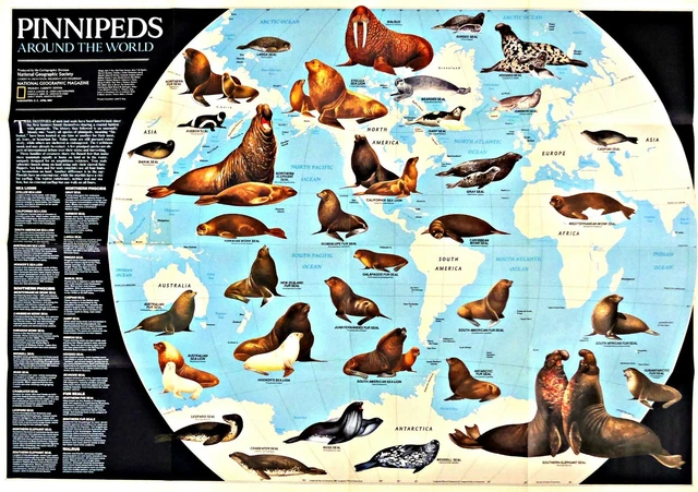 1987-4 APRIL PINNIPEDS AROUND WORLD, ANTARCTICA MAP Nat'l Geographic ...
