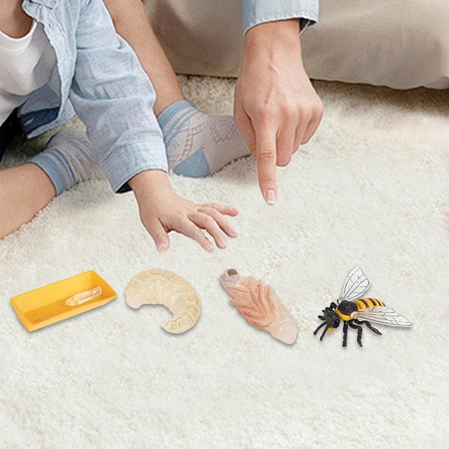 LIFE CYCLE OF Bee Toys Science Animal Growth Cycle Figures ...
