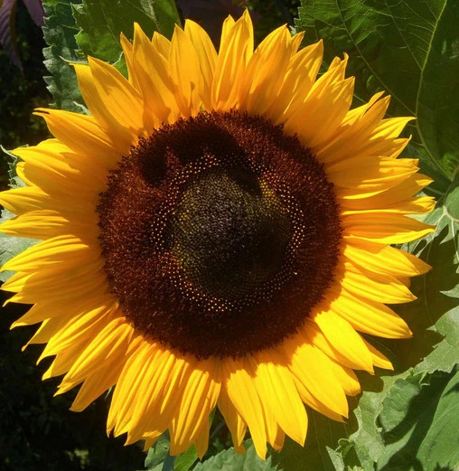 TOURNESOL GEANT DE CALIFORNIE - Lot de 25 graines EUR 2,00 - PicClick FR TOURNESOL GEANT DE CALIFORNIE - Lot de 25 graines EUR 2,00 - PicClick FR