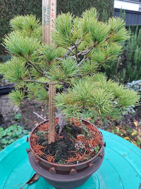 BONSA FREILAND PINUS, Mädchenkiefer, Wurzelecht EUR 41,11 - PicClick DE