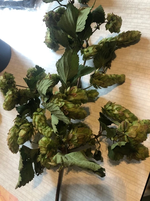 DRIED HOPS CONES season 2025 humulus lupulus for tea helps with anxiety ...