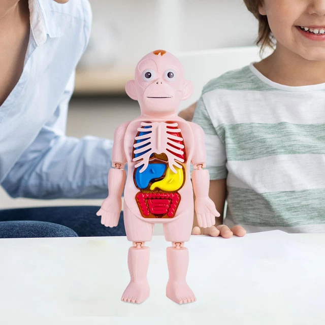 HUMAN BODY MODEL for Kids Body Parts Organs for Home Demonstration ...