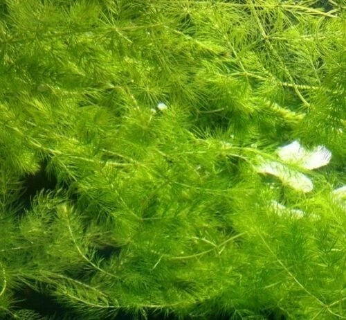 Hornwort Grass Guppy Grass Floating Or Planted Aquatic Plant £510 Picclick Uk