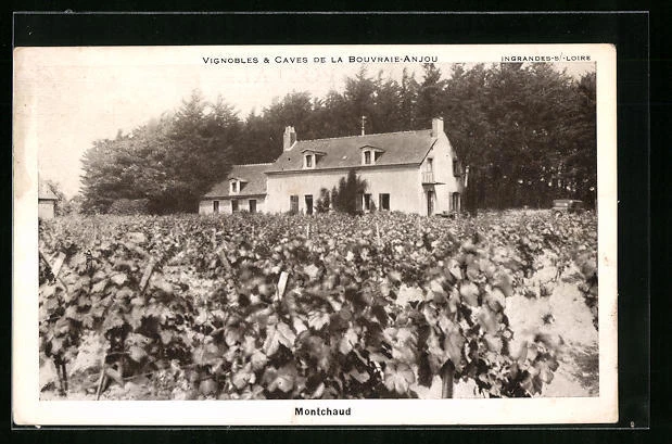 CPA INGRANDES-SUR-LOIRE, VIGNOBLES et Cave de la Bouvraie-Anjou ...