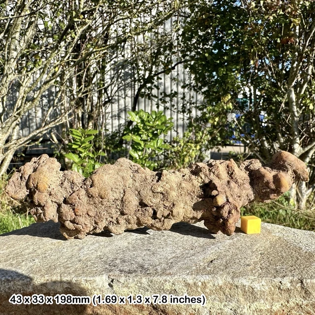 GIANT TURTLE COPROLITE Fossil (Poo), Eocene Age, Madagascar, Genuine ...