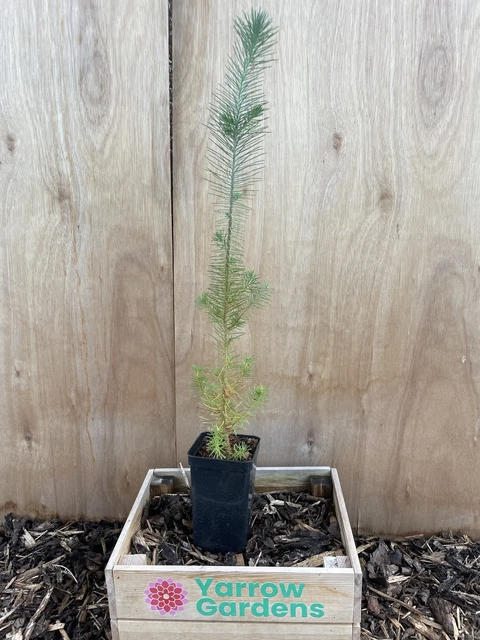 STONE PINE SAPLING - Pinus pinea - Pine Kernel Tree 🇬🇧 UK Grown 60/80cm ...