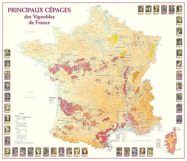 MAP OF MAIN Varieties of Grapes in the French Vineyards £29.99 ...