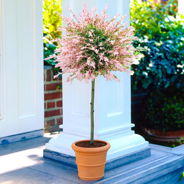 SALIX HAKURO NISHIKI Pink Flamingo Patio Tree - Vibrant Decorative ...