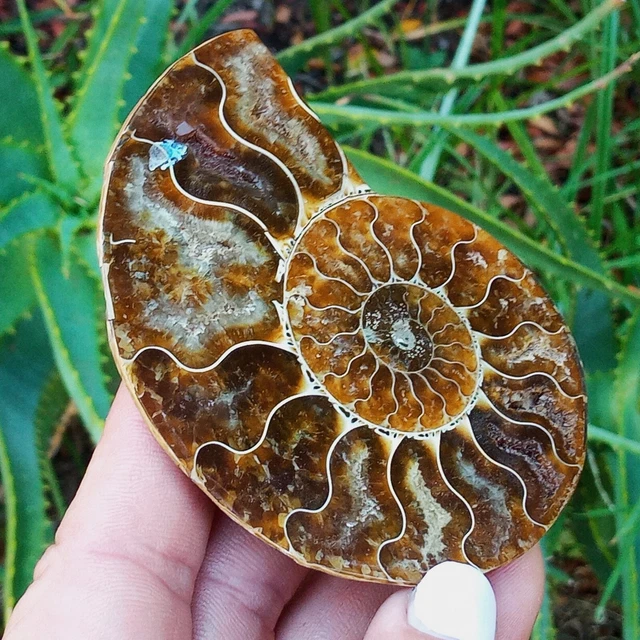 LARGE AMMONITE FOSSIL, Nautiloid, Ammonitida, Ceratitida spiral ...