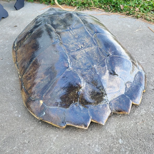 HUGE REAL 16& Snapping Turtle Shell Weird Taxidermy EUR 91,15 - PicClick FR