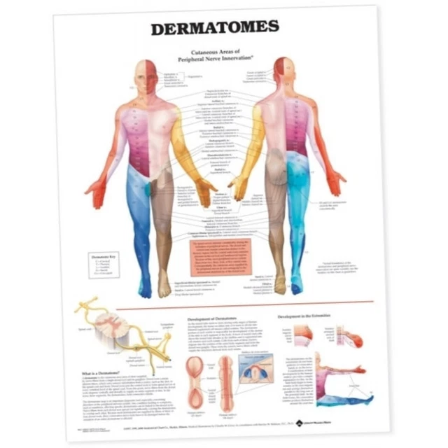 DERMATOMES ANATOMICAL CHART - Anatomical Chart Company (2004, Wallchart ...