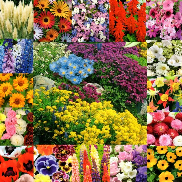 STEINGARTEN BLUMEN STAUDEN Samen Beete Balkon Pflanzen Mischung 1-2 ...