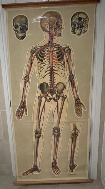 ANTIQUE VINTAGE HUMAN Anatomy Body Wall Chart Poster Medical BRC J.Teck ...