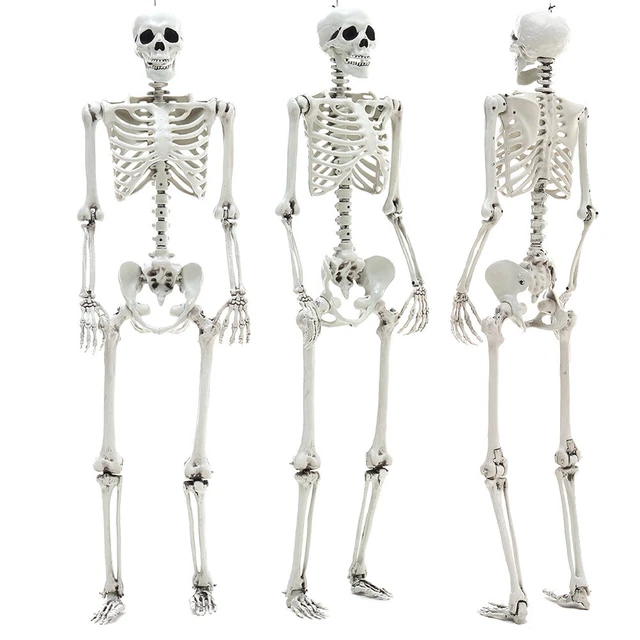 GIANT FULL LIFE Size Human Hanging/Sitting Skeleton Prop Halloween ...