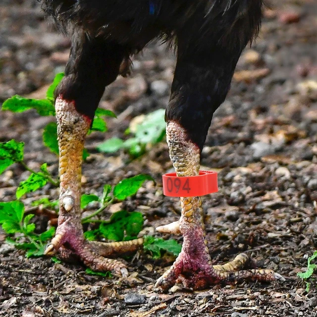 200 PCS CHICKEN Leg Bands Farm Marker Tools Pigeons Identification Ring ...